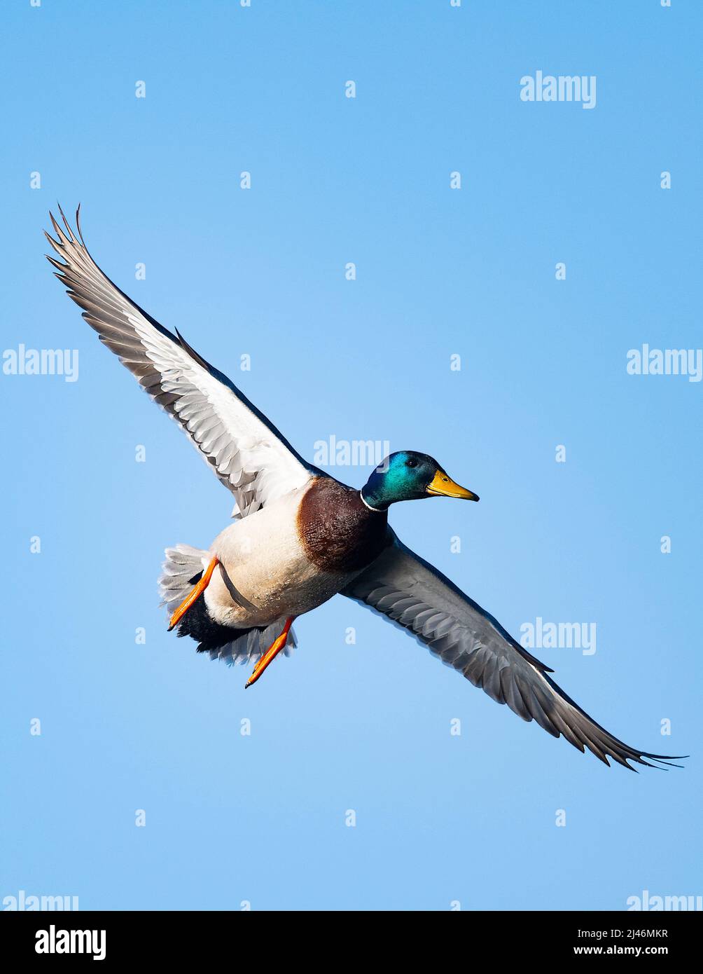 Mallard ducks in the late spring in South Dakota Stock Photo - Alamy