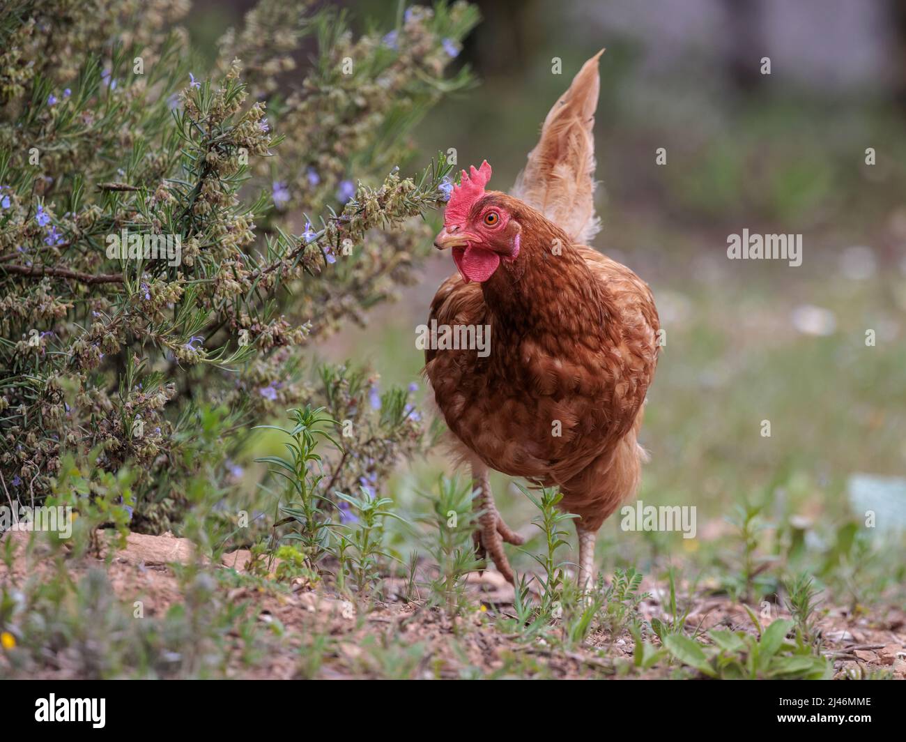 Traditional henhouse hi-res stock photography and images - Alamy