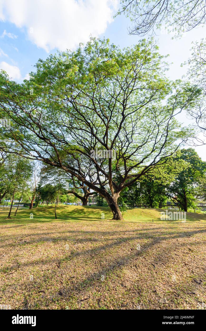 Big green tree in hi-res stock photography and images - Alamy