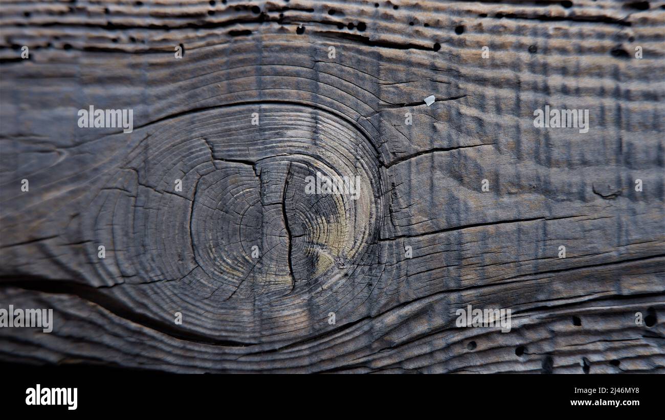 Wooden log rings zoomed view Stock Photo - Alamy