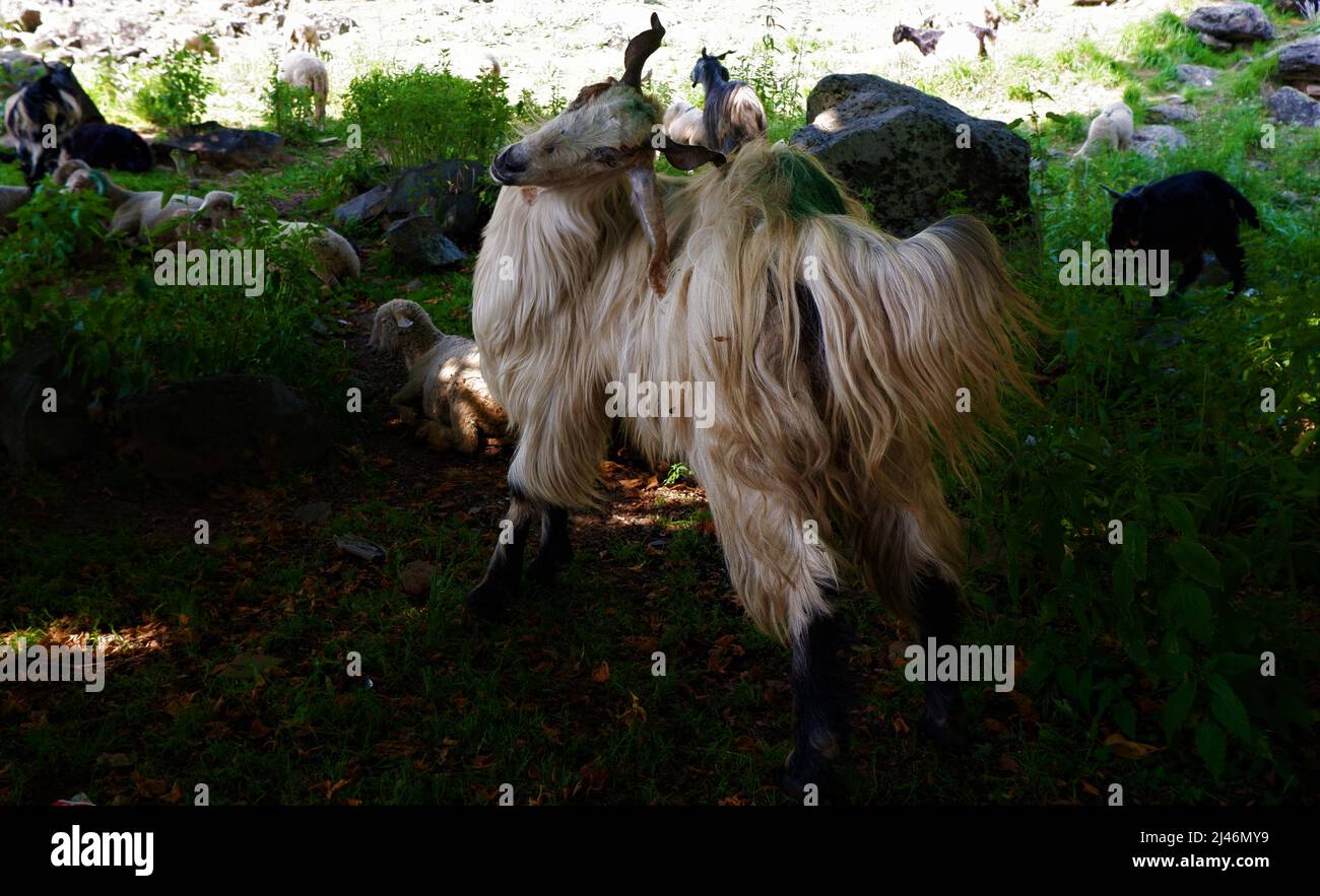 Kashmiri Goat playful Stock Photo - Alamy