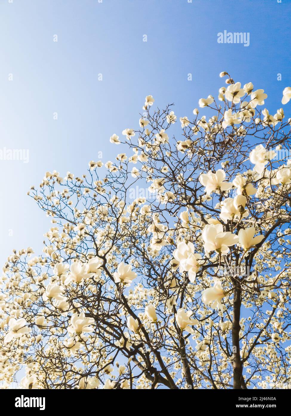 Flowers of white Magnolia kobus on the blue sky background Stock Photo ...