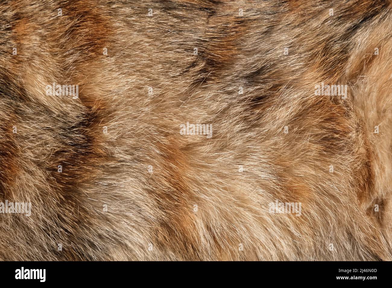 Cat fur pattern or texture. Natural Animal fur texture banner. Fur ...