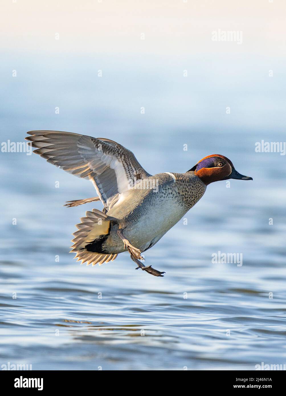 Green wing teal in flight Stock Photo - Alamy