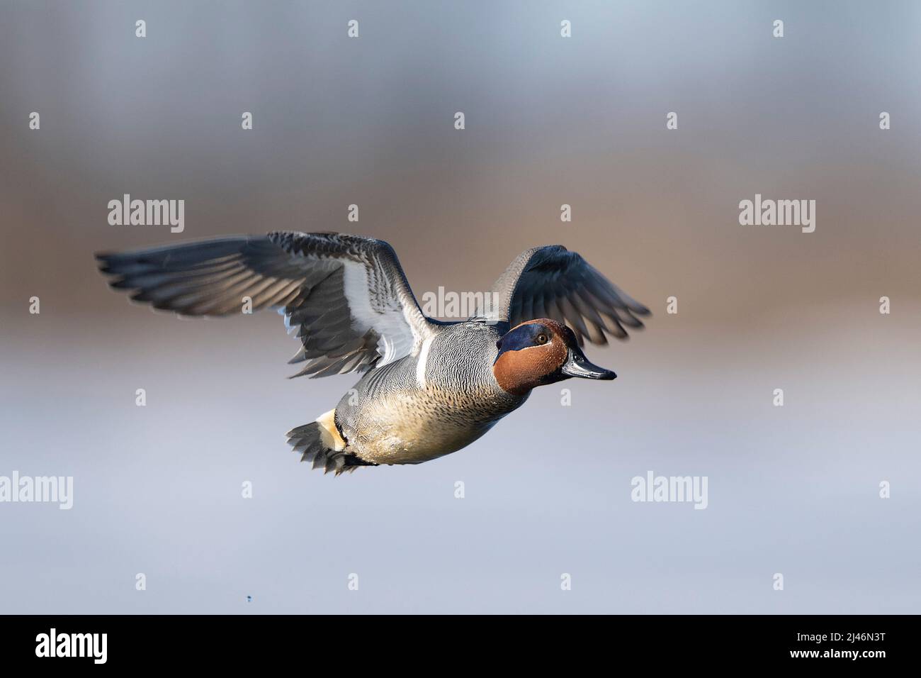 Green wing teal in the spring in South Dakota Stock Photo - Alamy
