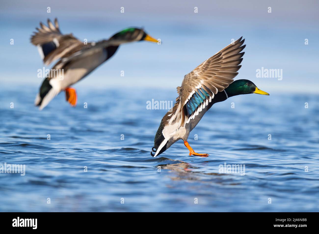 Mallard ducks in the late spring in South Dakota Stock Photo - Alamy