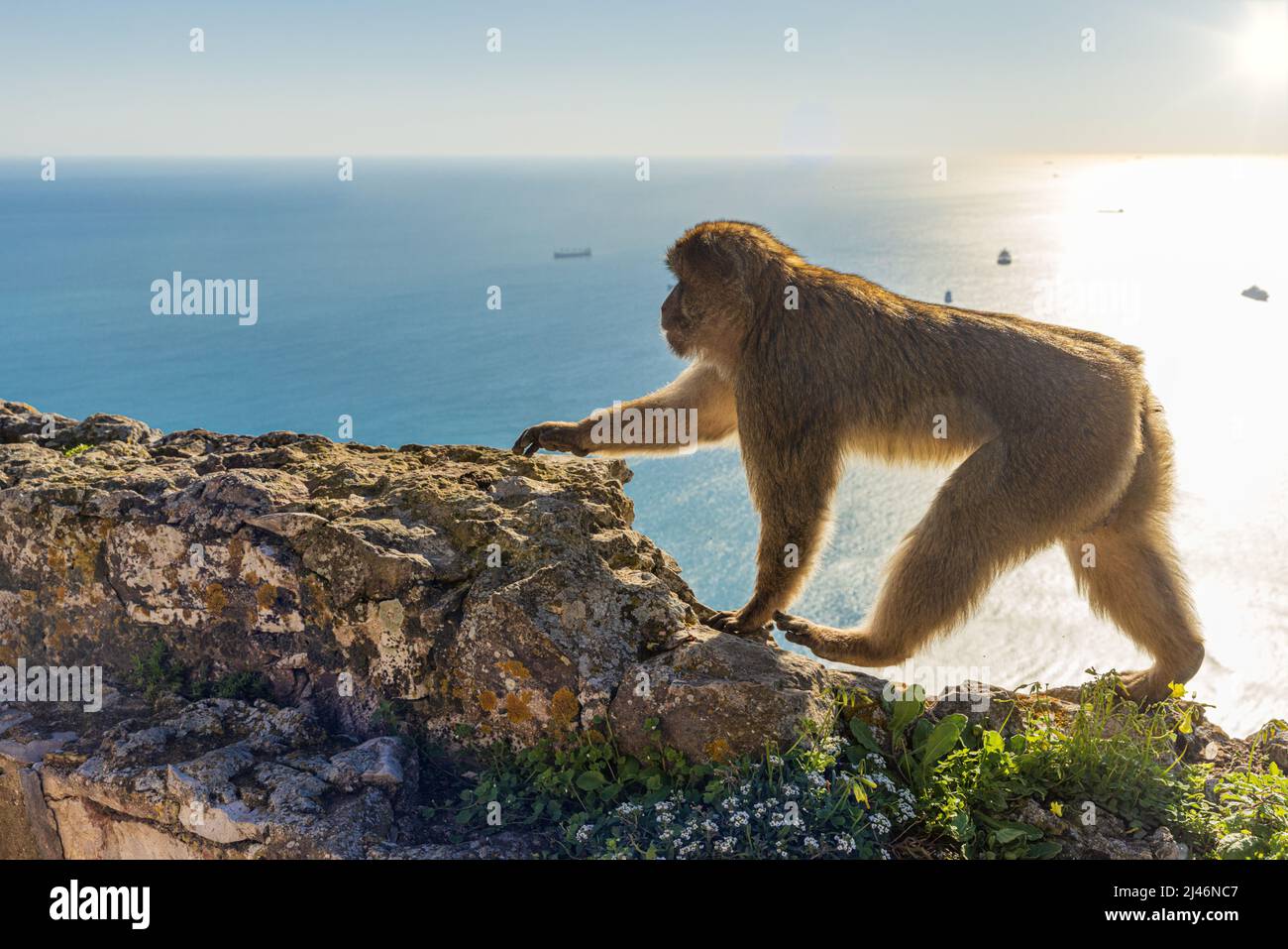 A barbary macaque walking on the ramparts at the Gibraltar Cable Car ...