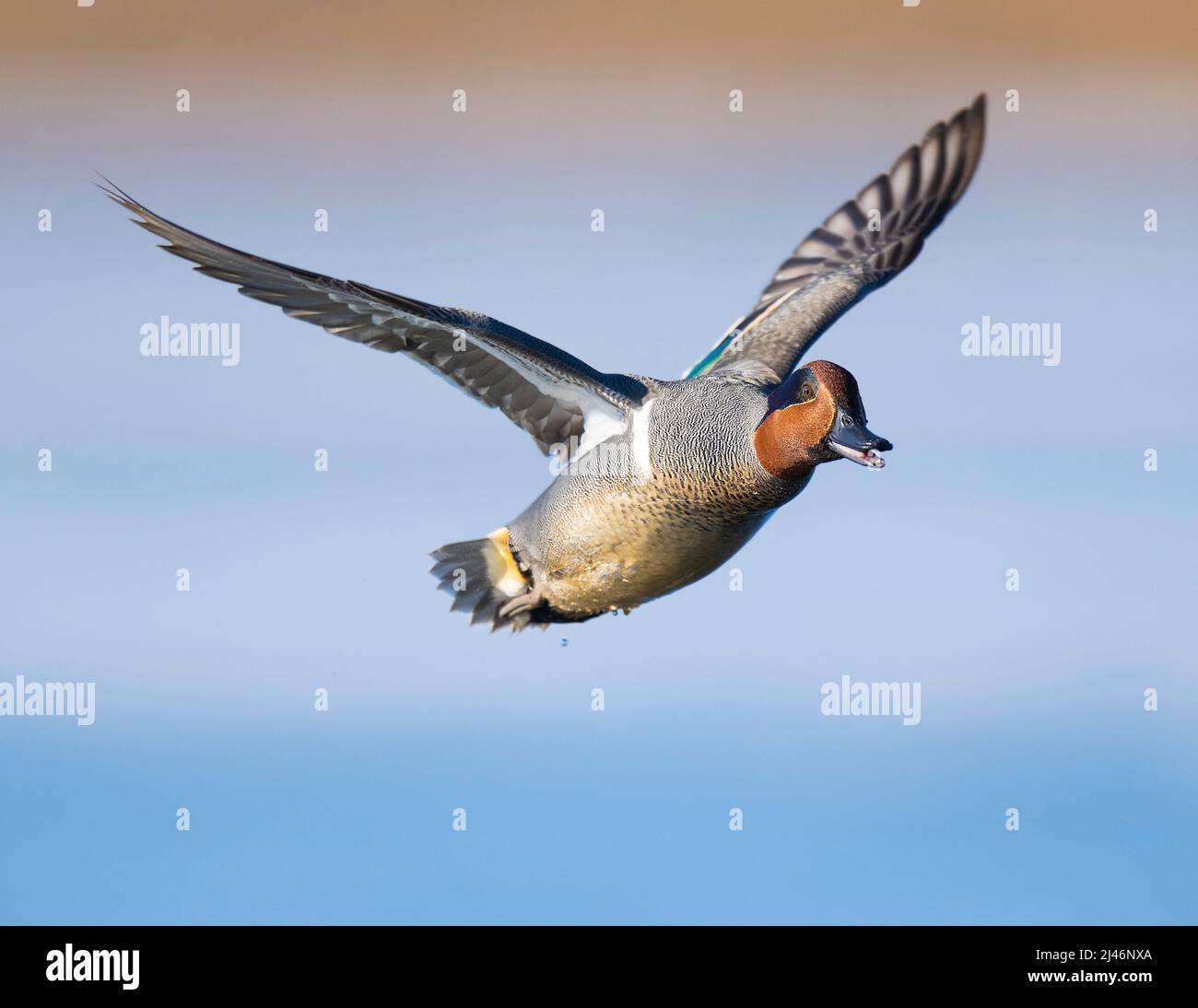 Green wing teal in the spring in South Dakota Stock Photo - Alamy