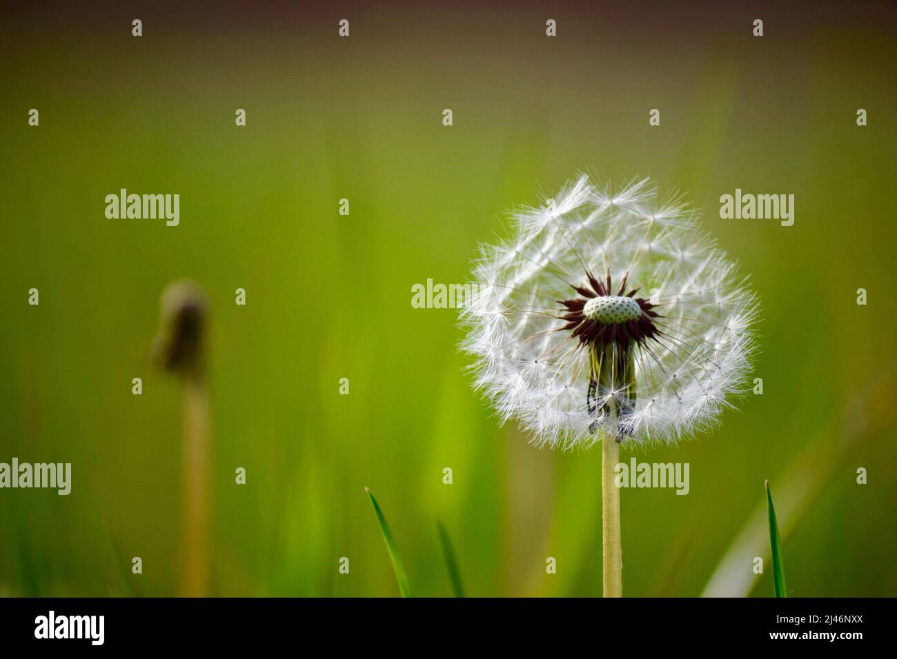 Dandelion weeds grow in hi-res stock photography and images - Alamy