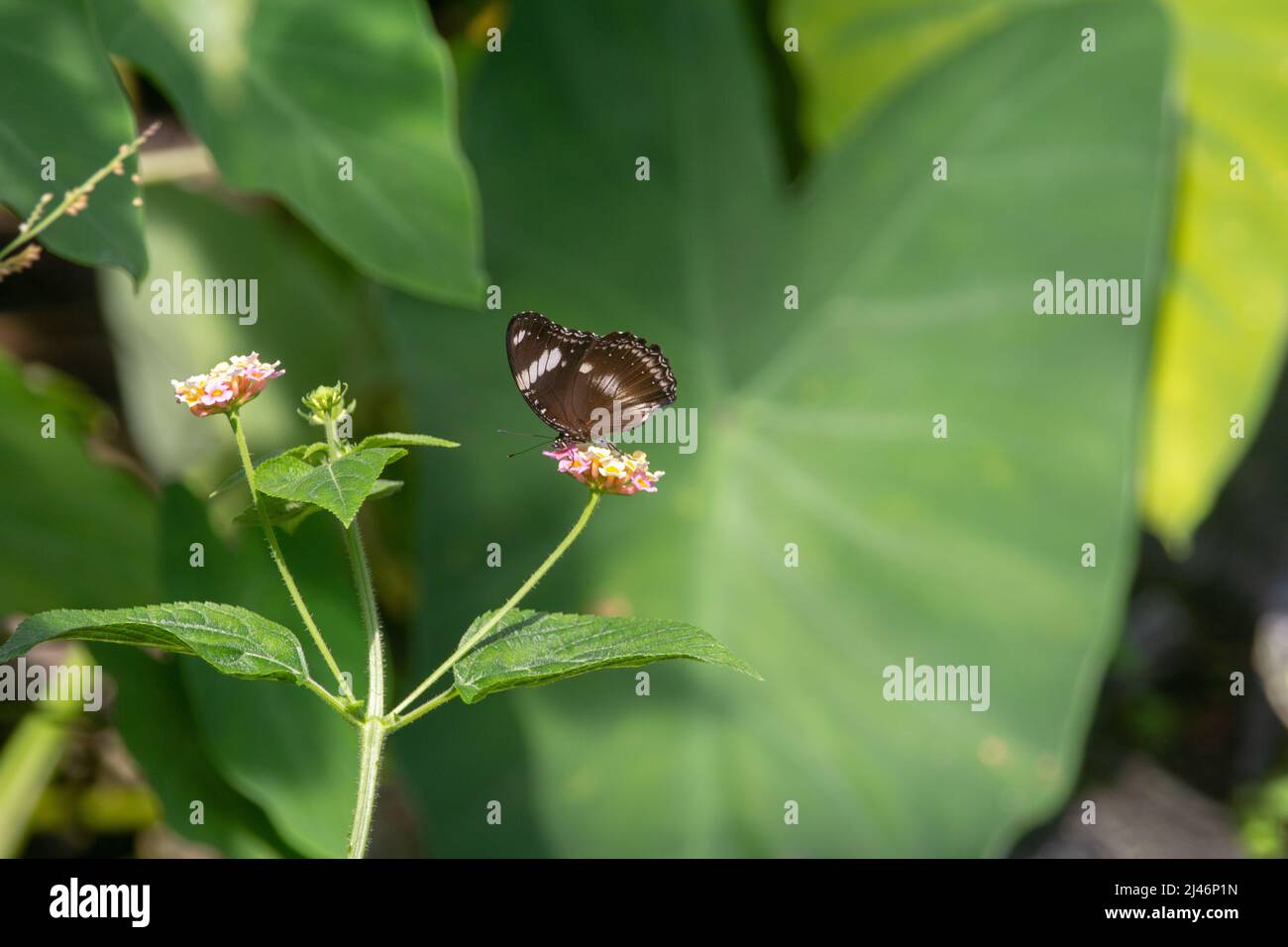 Blue moon butterfly hi-res stock photography and images - Alamy