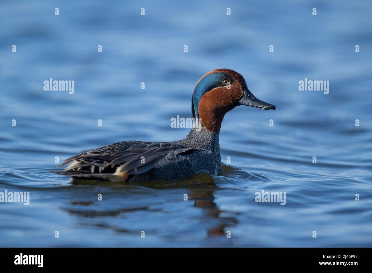 Green wing teal in the spring in South Dakota Stock Photo - Alamy
