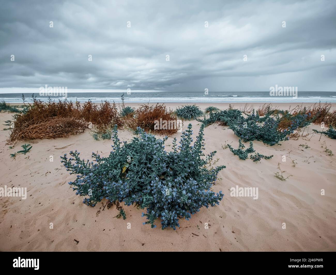 Plants growing in the sand on the beach Stock Photo - Alamy