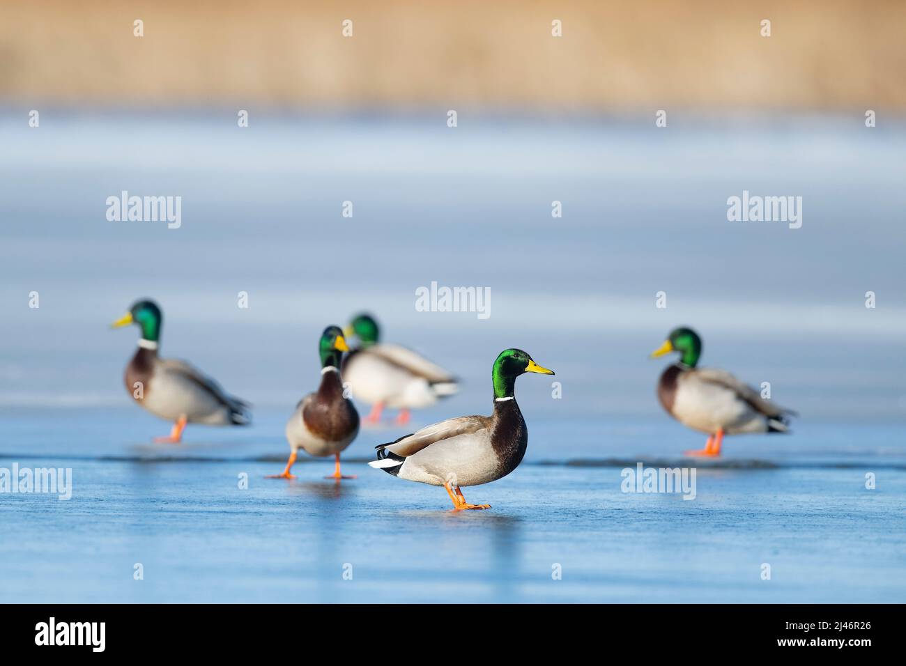 Mallard ducks on a wetland in South Dakota in the spring Stock Photo ...