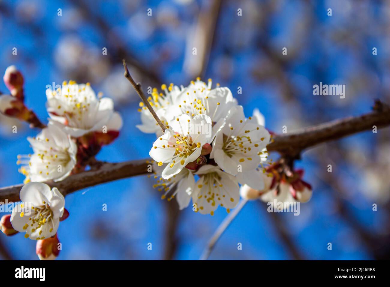 Flowers background. Beautiful springs flowers on tree branch Stock ...