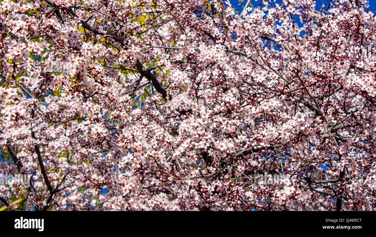 Flowers background. Beautiful springs flowers on tree branch Stock ...