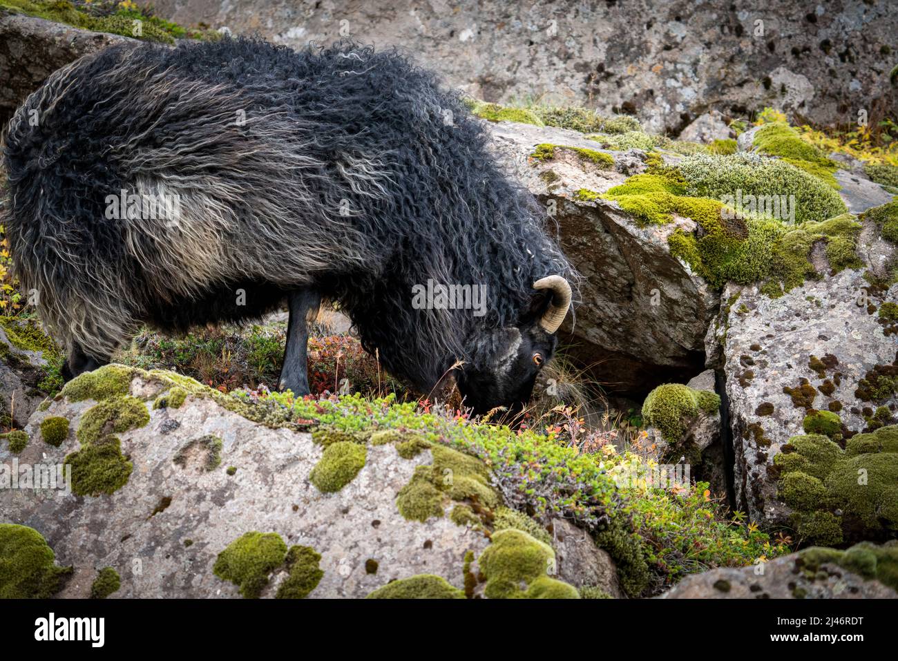 Icelandic black ram profile feeding on the hillside Stock Photo - Alamy