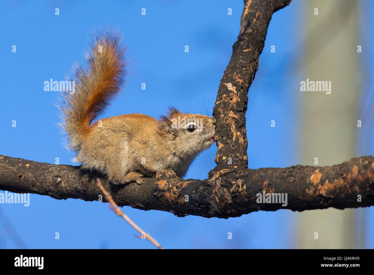 American red squirrel (Tamiasciurus hudsonicus) in spring Stock Photo ...