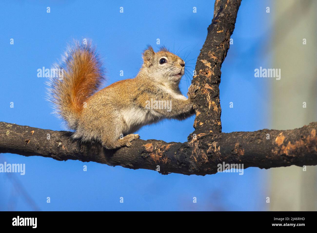 American red squirrel (Tamiasciurus hudsonicus) in spring Stock Photo ...