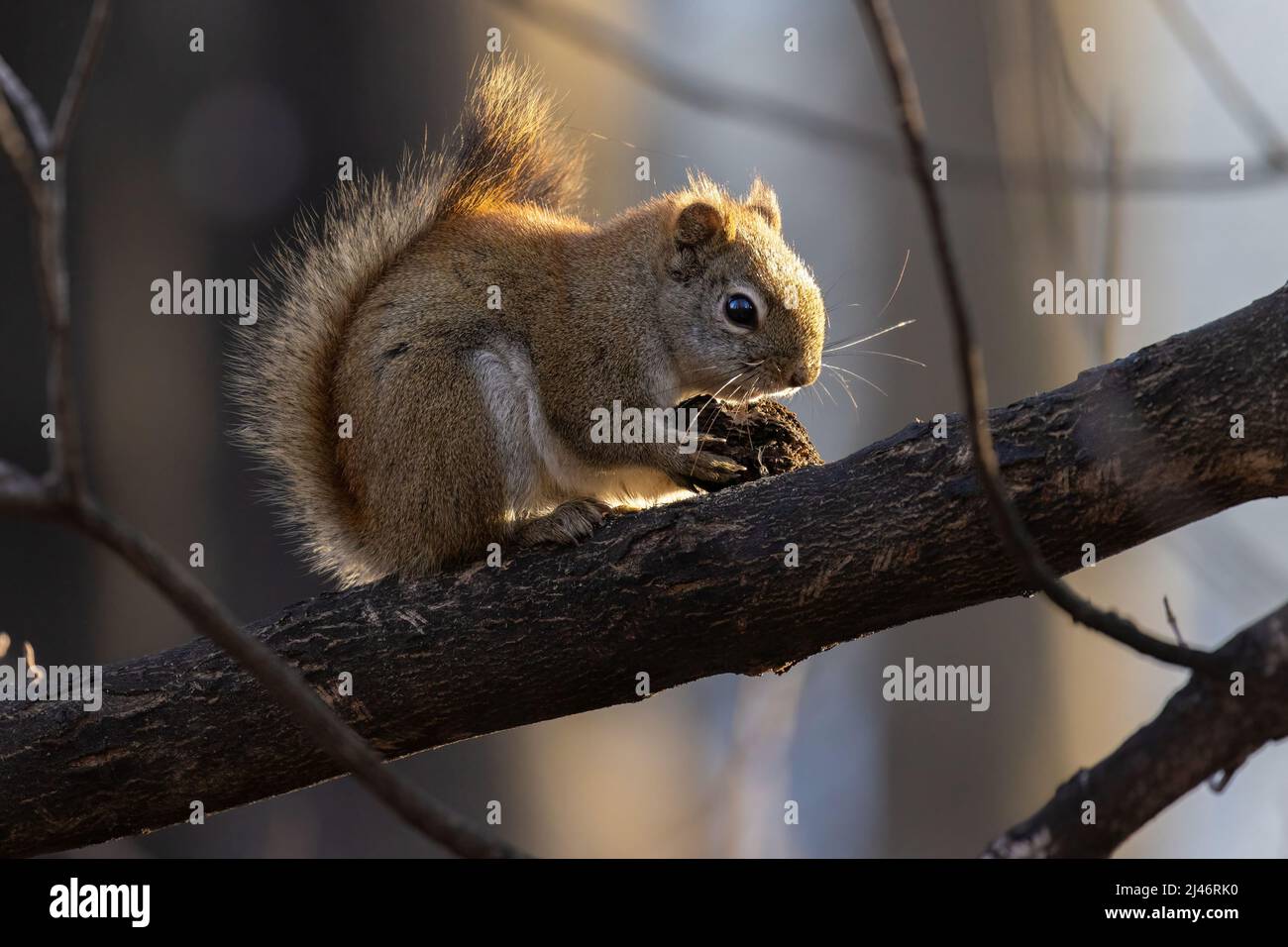 Sciurus vulgaris sleeping hi-res stock photography and images - Alamy