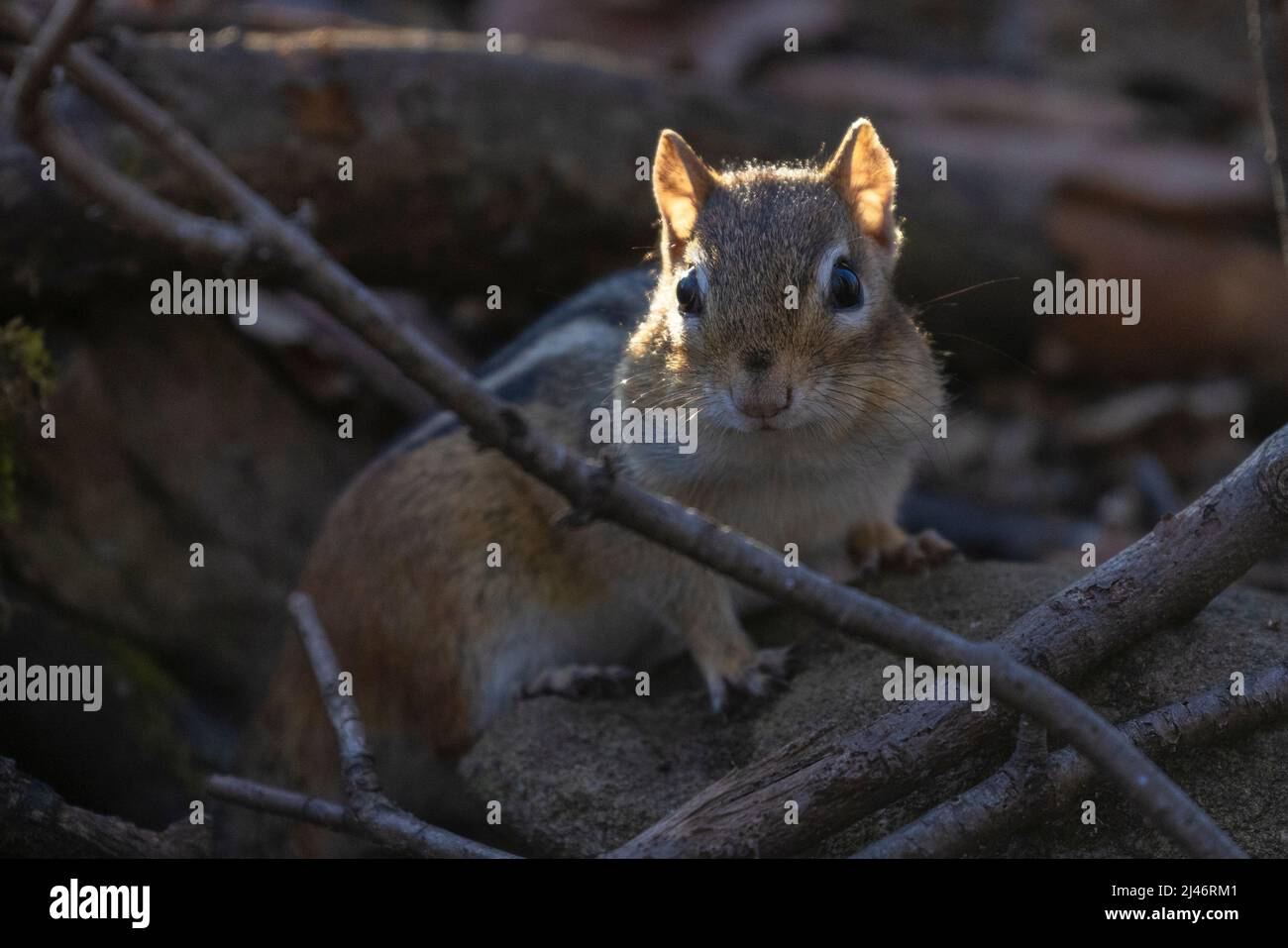 Eastern chipmunk (Tamias striatus Stock Photo - Alamy