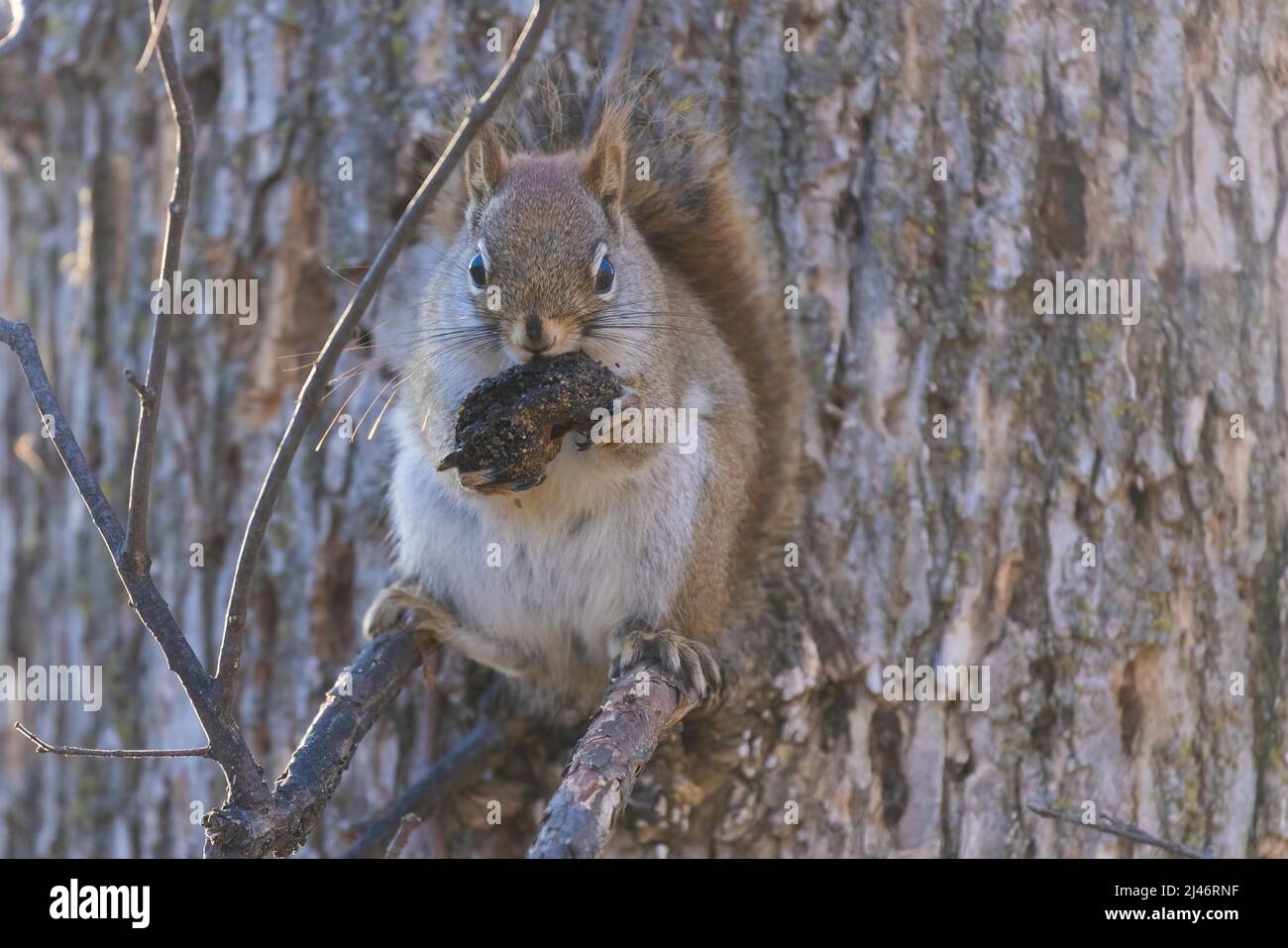 Eastern red squirrel tamiasciurus hudsonicus hi-res stock photography ...