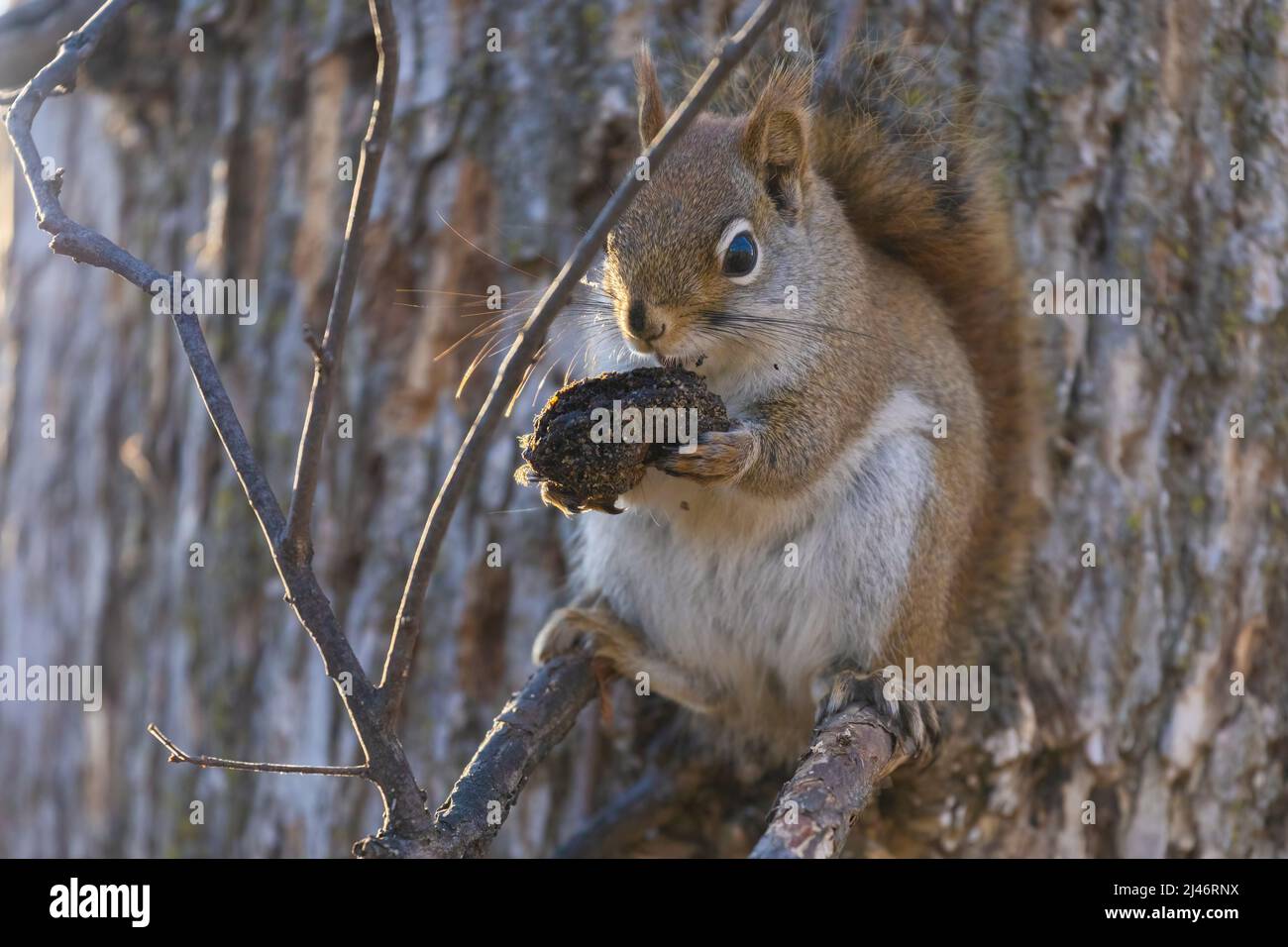 Eastern red squirrel tamiasciurus hudsonicus hi-res stock photography ...