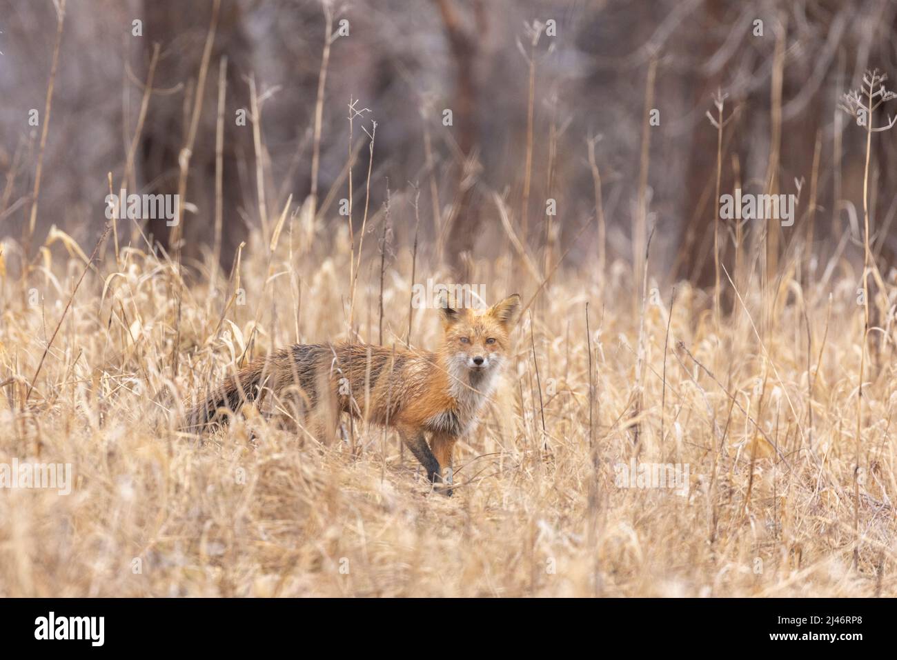 fox in spring Stock Photo - Alamy