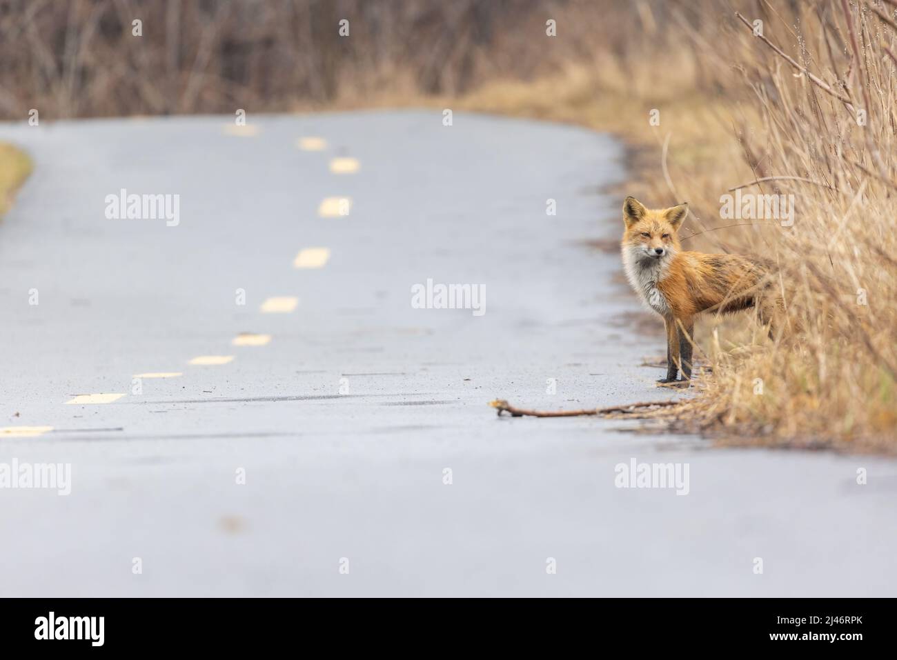 Wild animals urban setting hi-res stock photography and images - Alamy