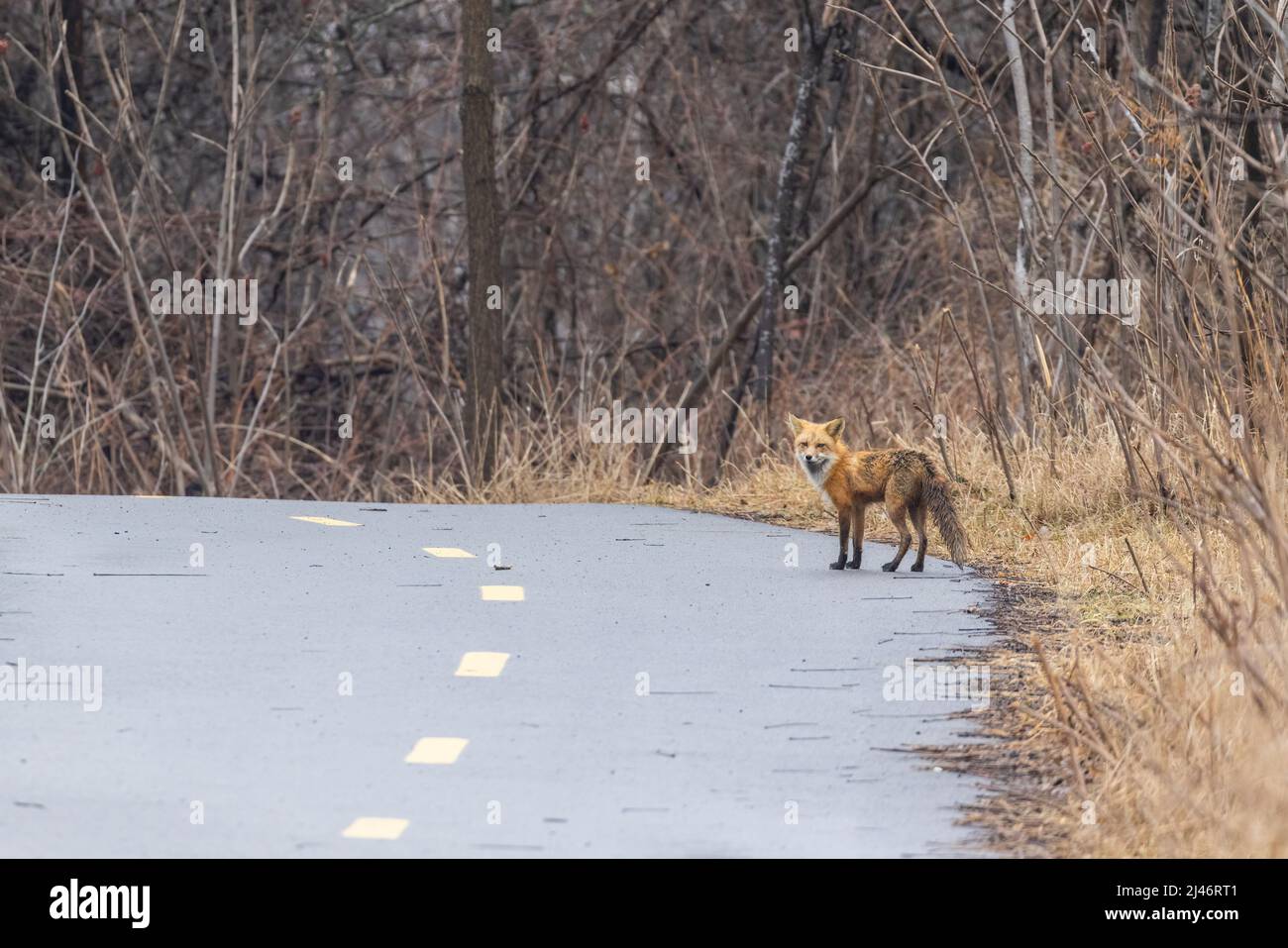 Fox uk urban road hi-res stock photography and images - Alamy