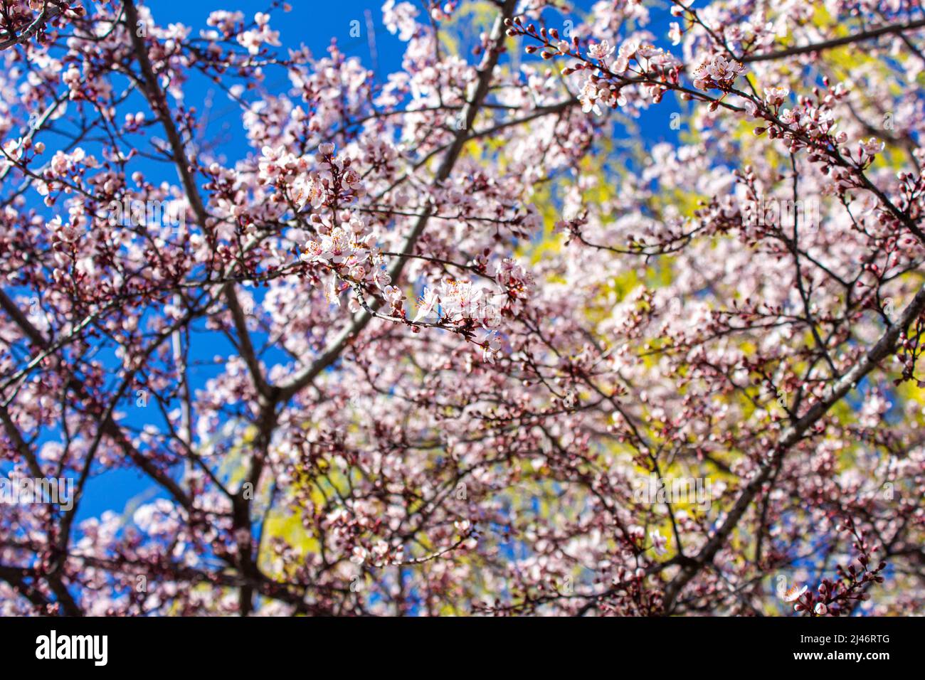 Flowers background. Beautiful springs flowers on tree branch Stock ...