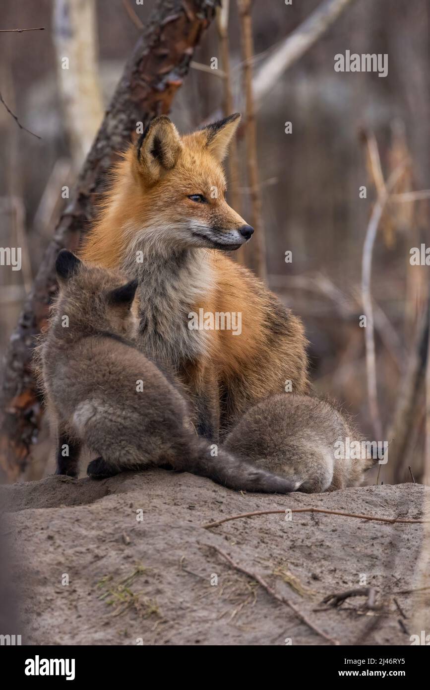 Female red fox in spring with babies Stock Photo - Alamy