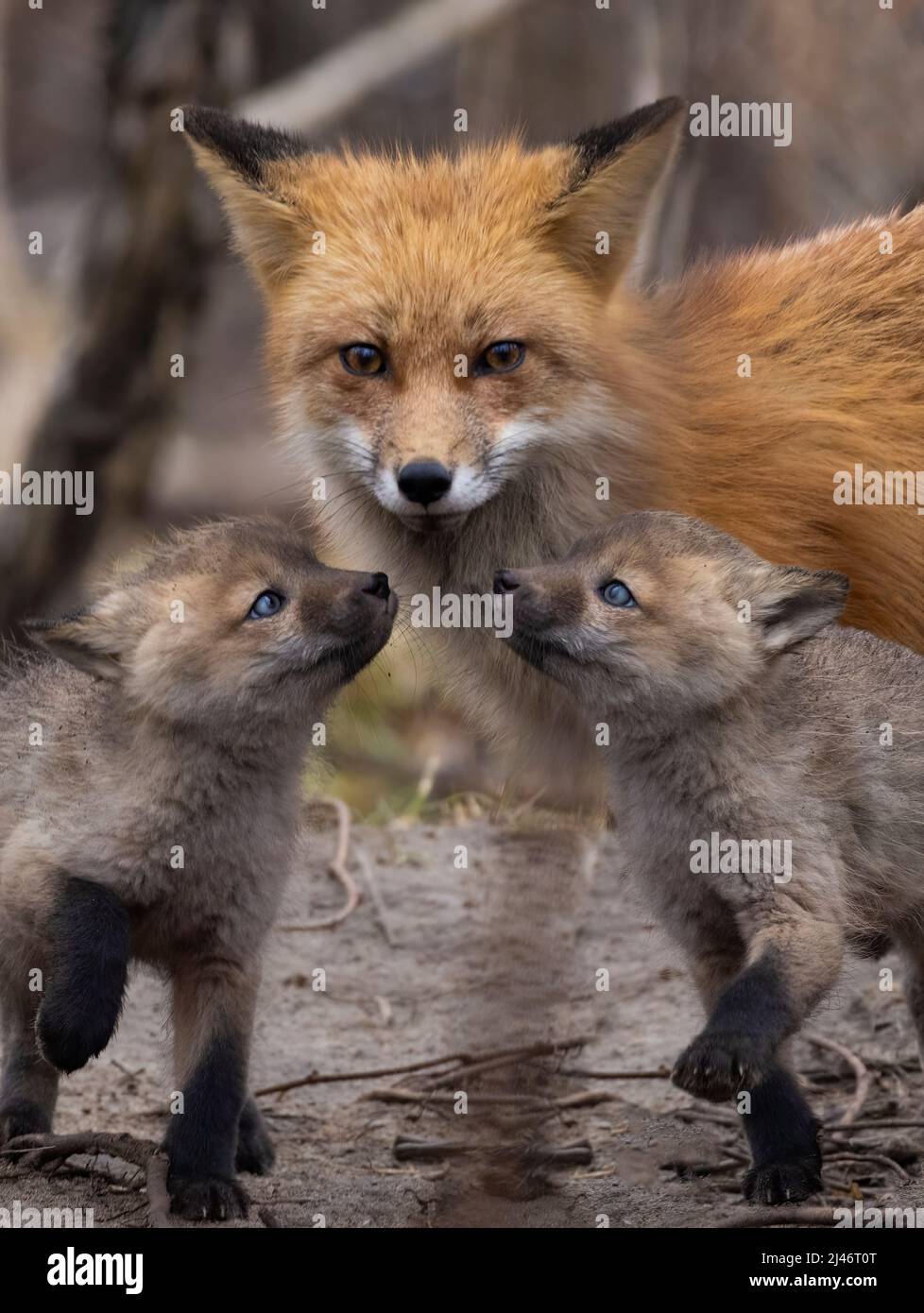 Female red fox in spring with babies Stock Photo - Alamy