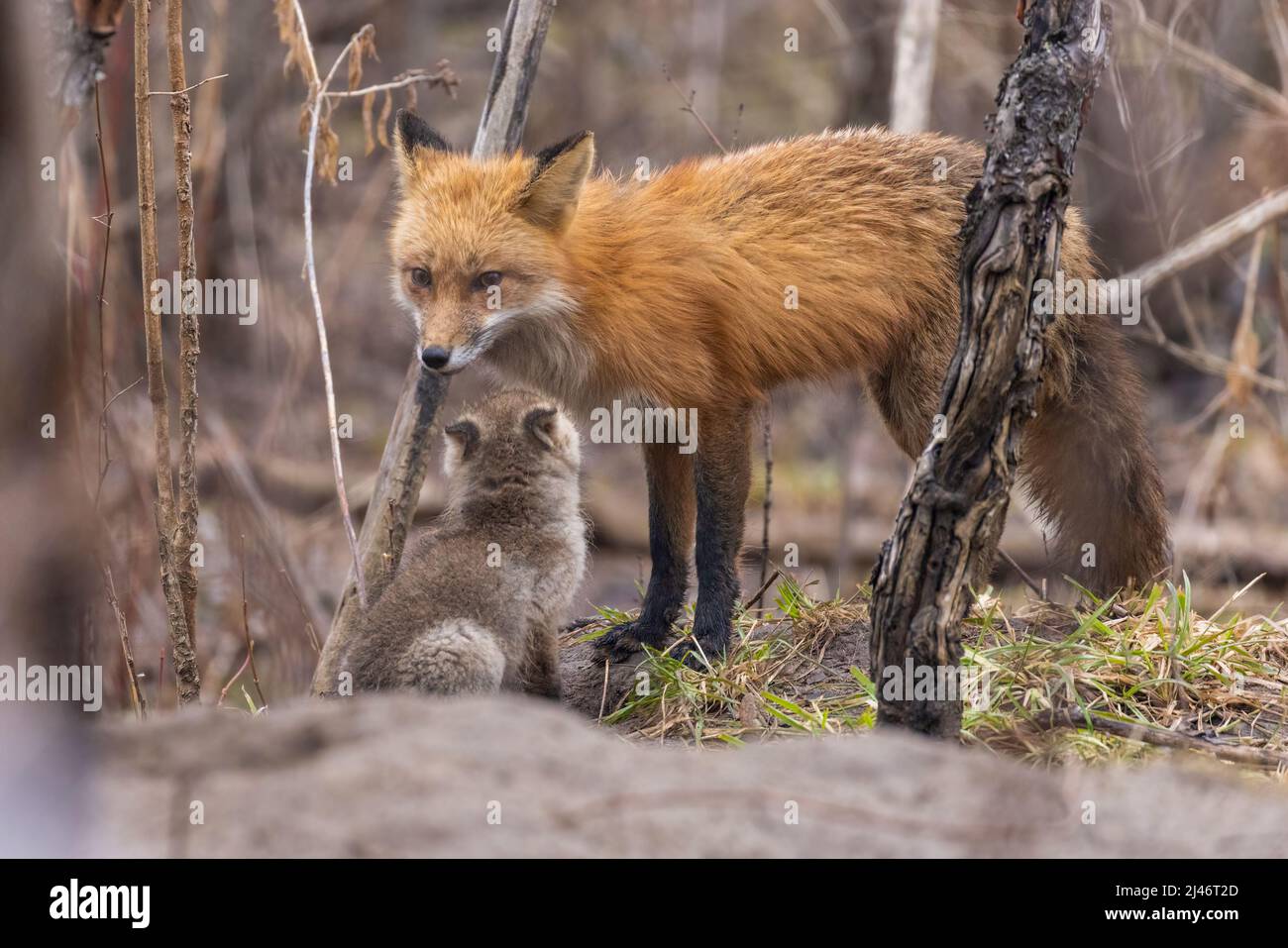 Female red fox in spring with babies Stock Photo - Alamy