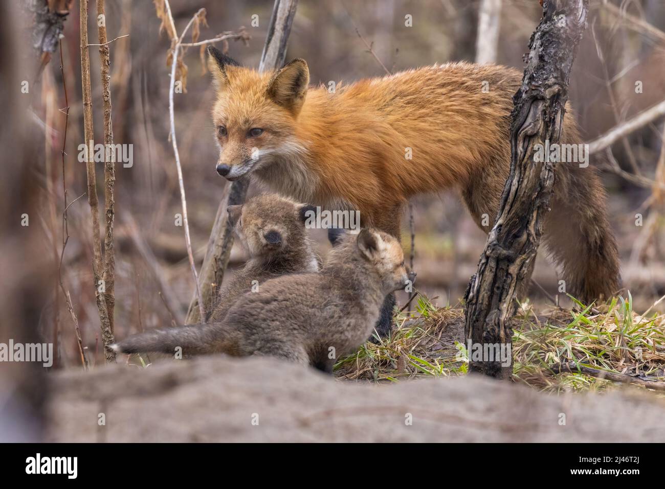 Foxes exploring hi-res stock photography and images - Alamy