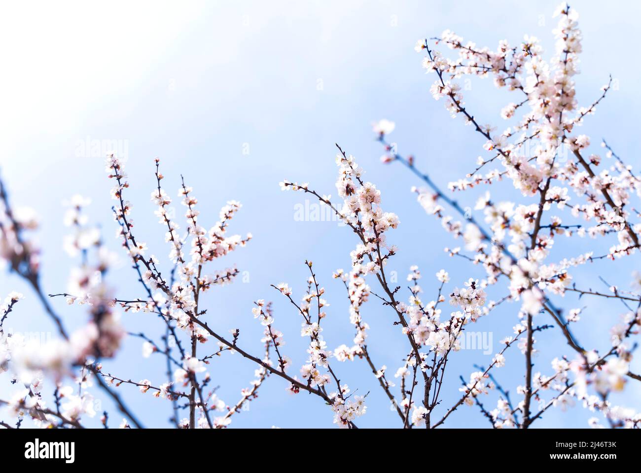 Euphoria tree hi-res stock photography and images - Alamy