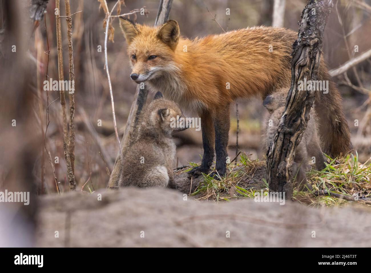 Female red fox in spring with babies Stock Photo - Alamy
