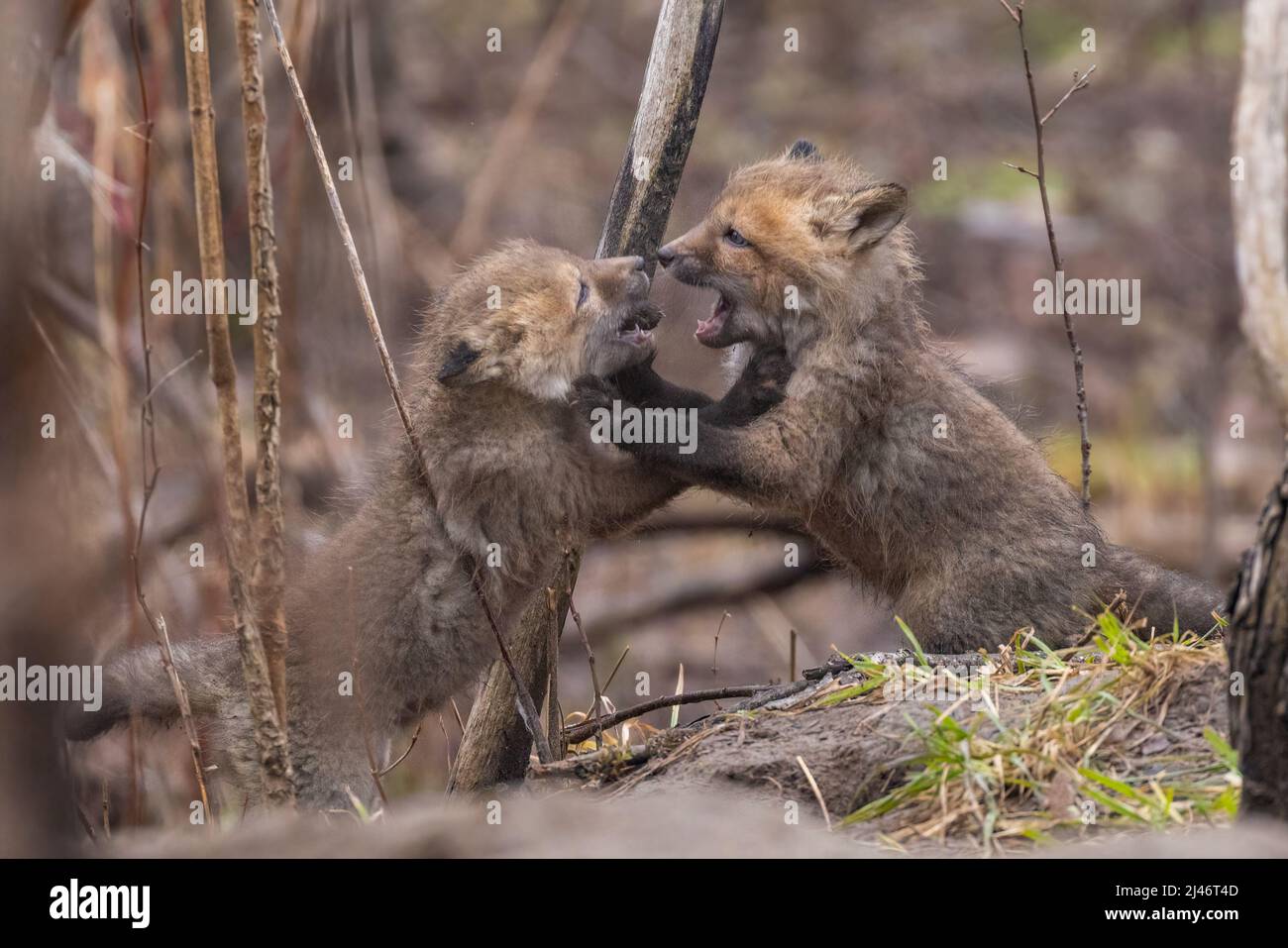 cute babies fox in spring Stock Photo - Alamy
