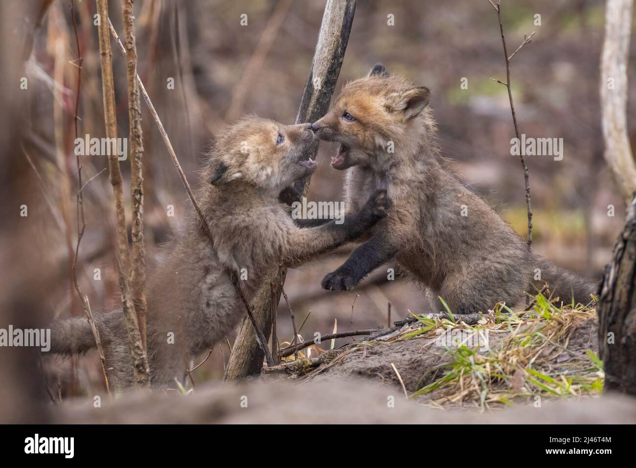 cute babies fox in spring Stock Photo - Alamy