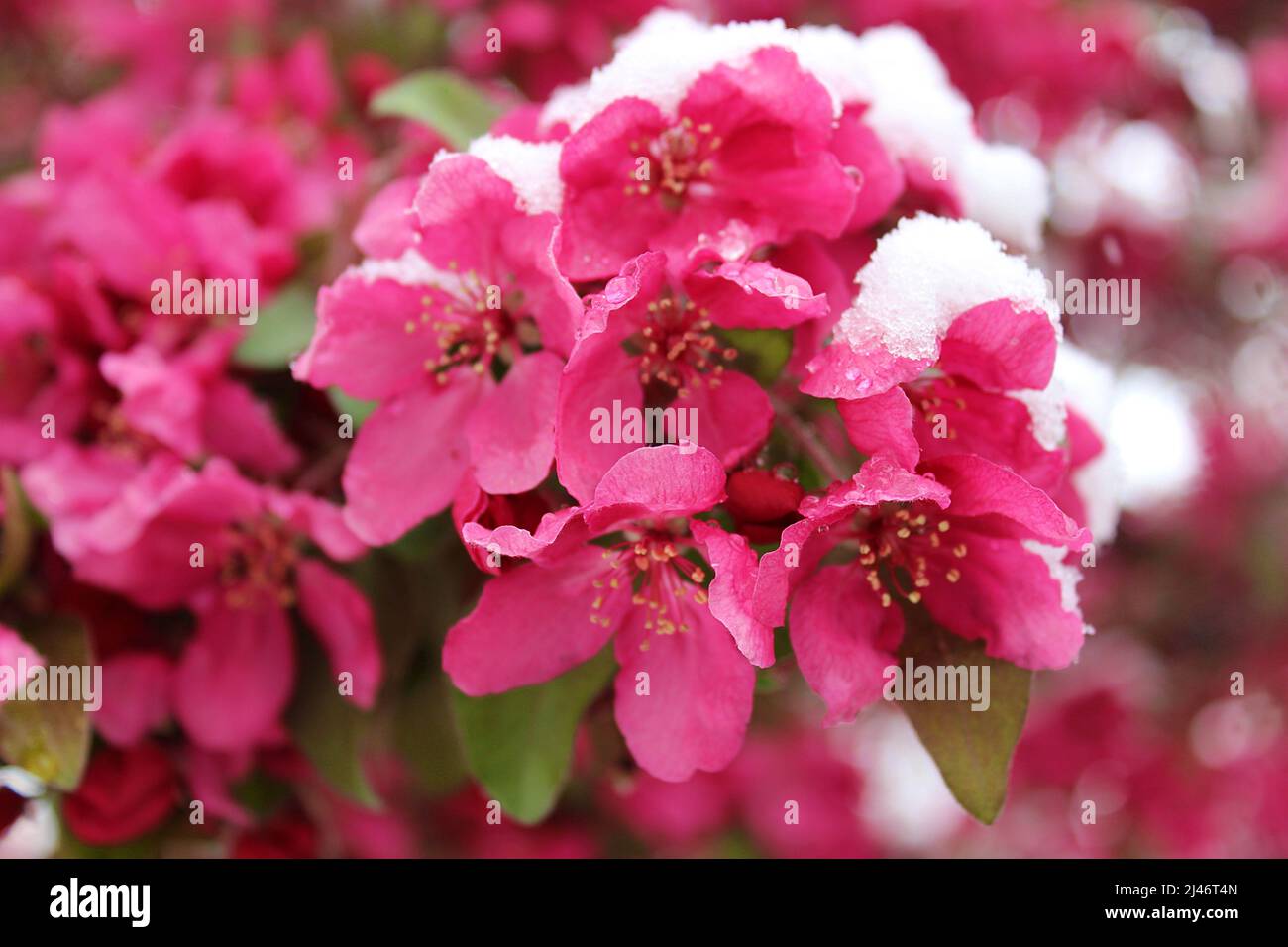 Springsnow hi-res stock photography and images - Alamy