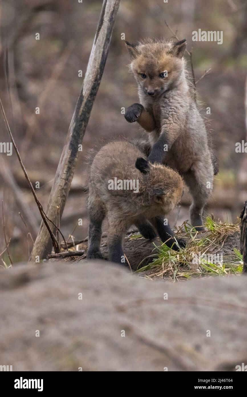 cute babies fox in spring Stock Photo - Alamy