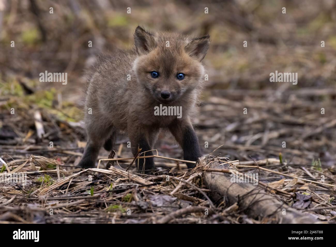 cute babies fox in spring Stock Photo - Alamy