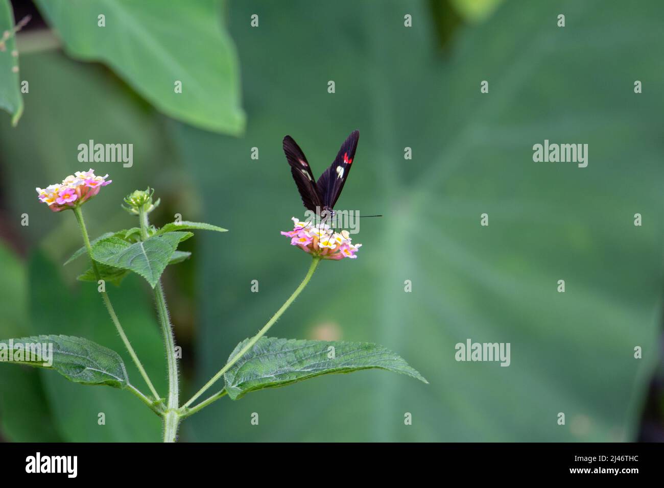 Half open wing hi-res stock photography and images - Alamy
