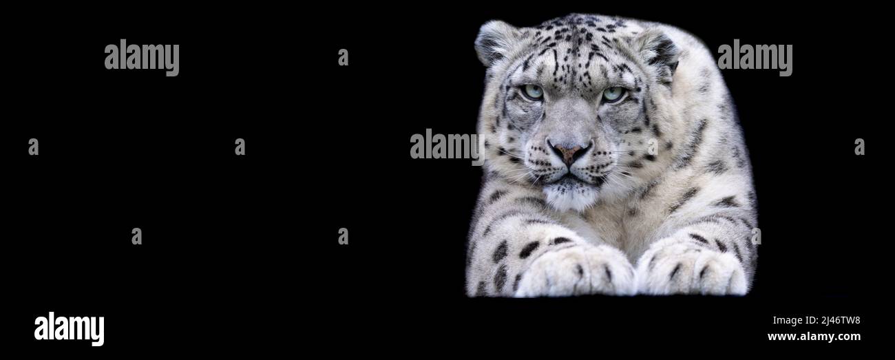 Template of a snow leopard with a black background Stock Photo - Alamy