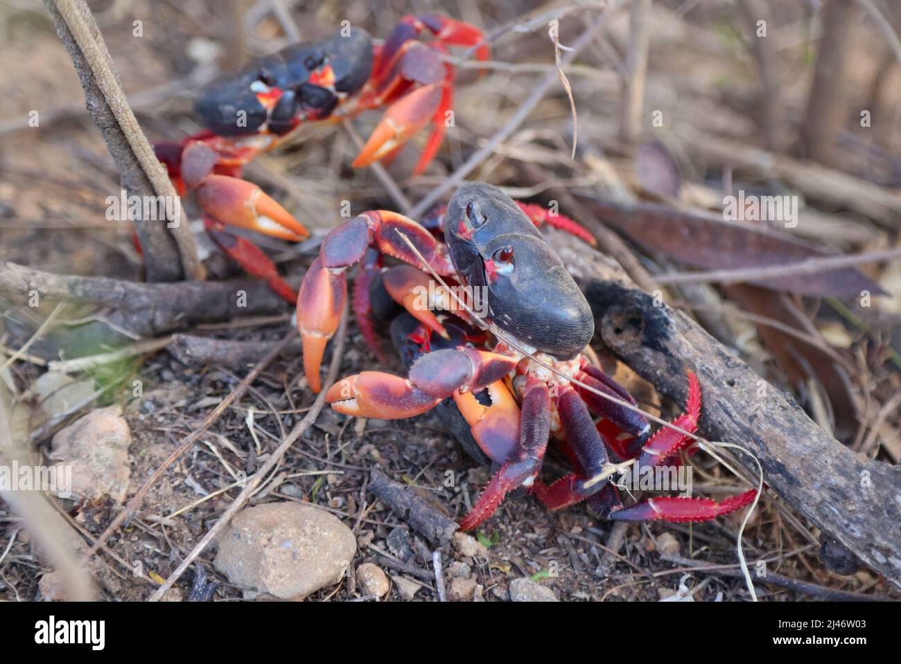 Cuba land crab migration hi-res stock photography and images - Alamy