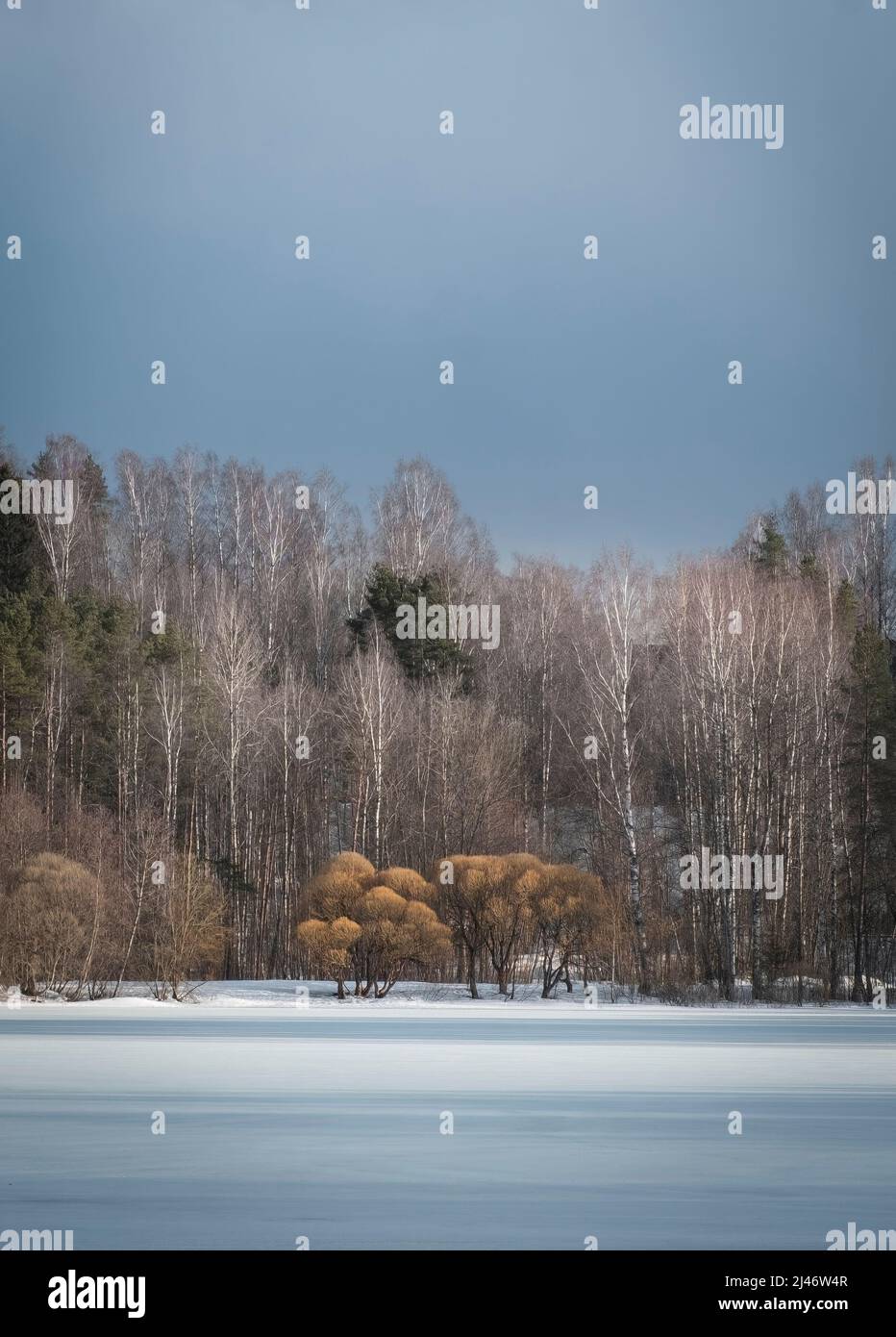 beautiful willow trees against backdrop of a hill on the shore of ...