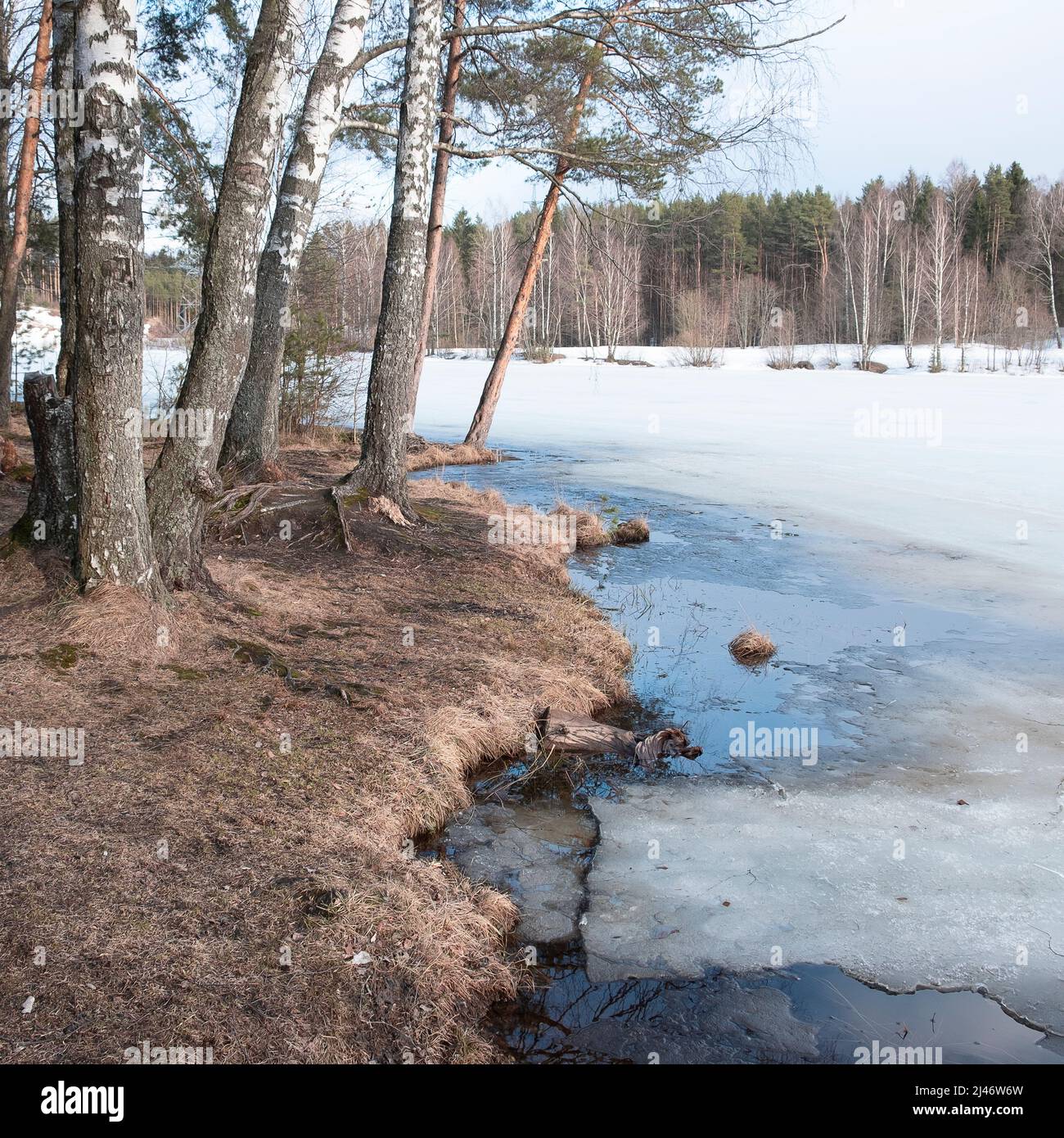 thaw on the shore of forest lake in early spring, blue sky, ice melts ...