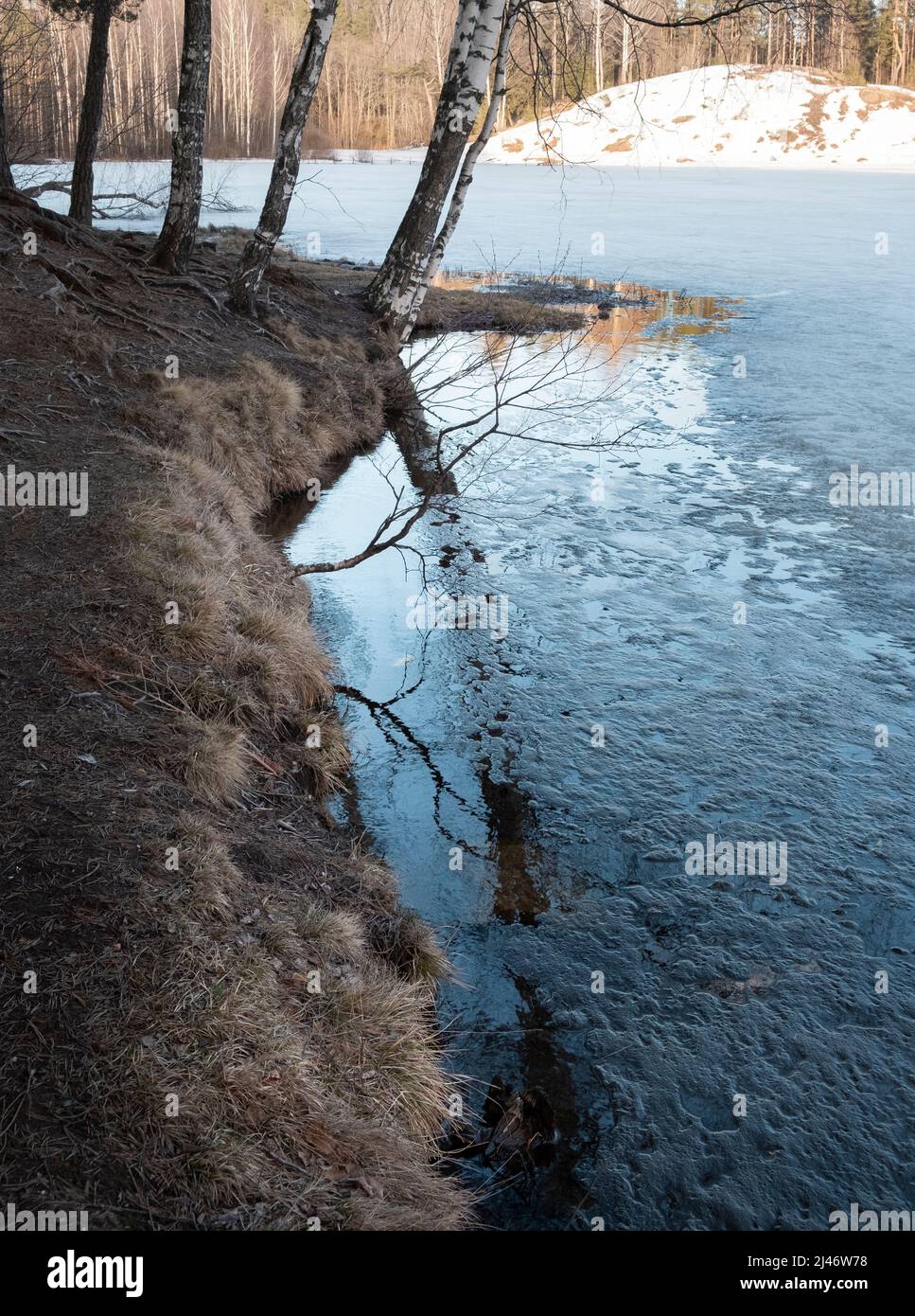 thaw on the shore of forest lake in early spring, blue sky, ice melts ...