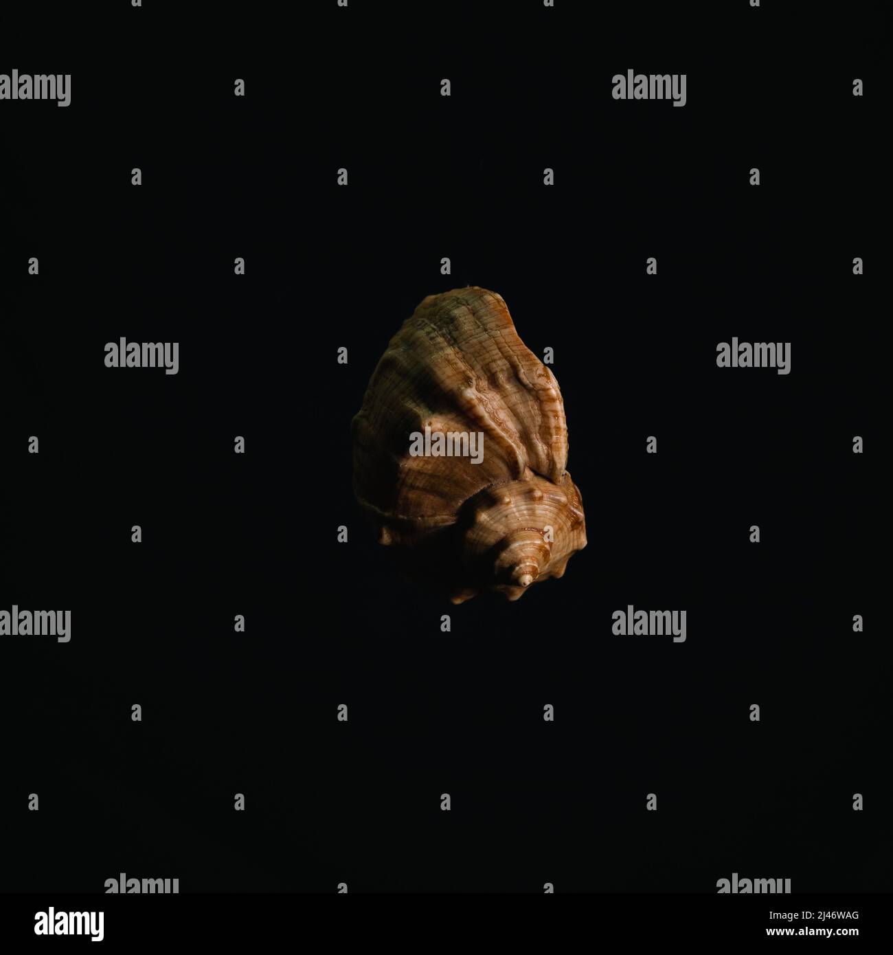 Seashell isolated on black background dark sea Stock Photo - Alamy