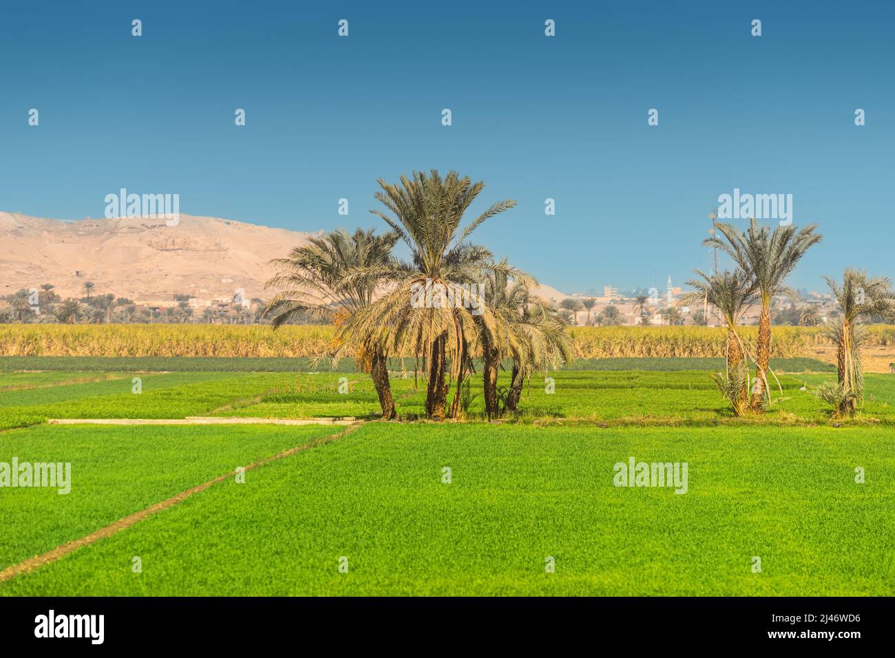 Palm trees in the fertile Nile River valley in Egypt. Agriculture and ...