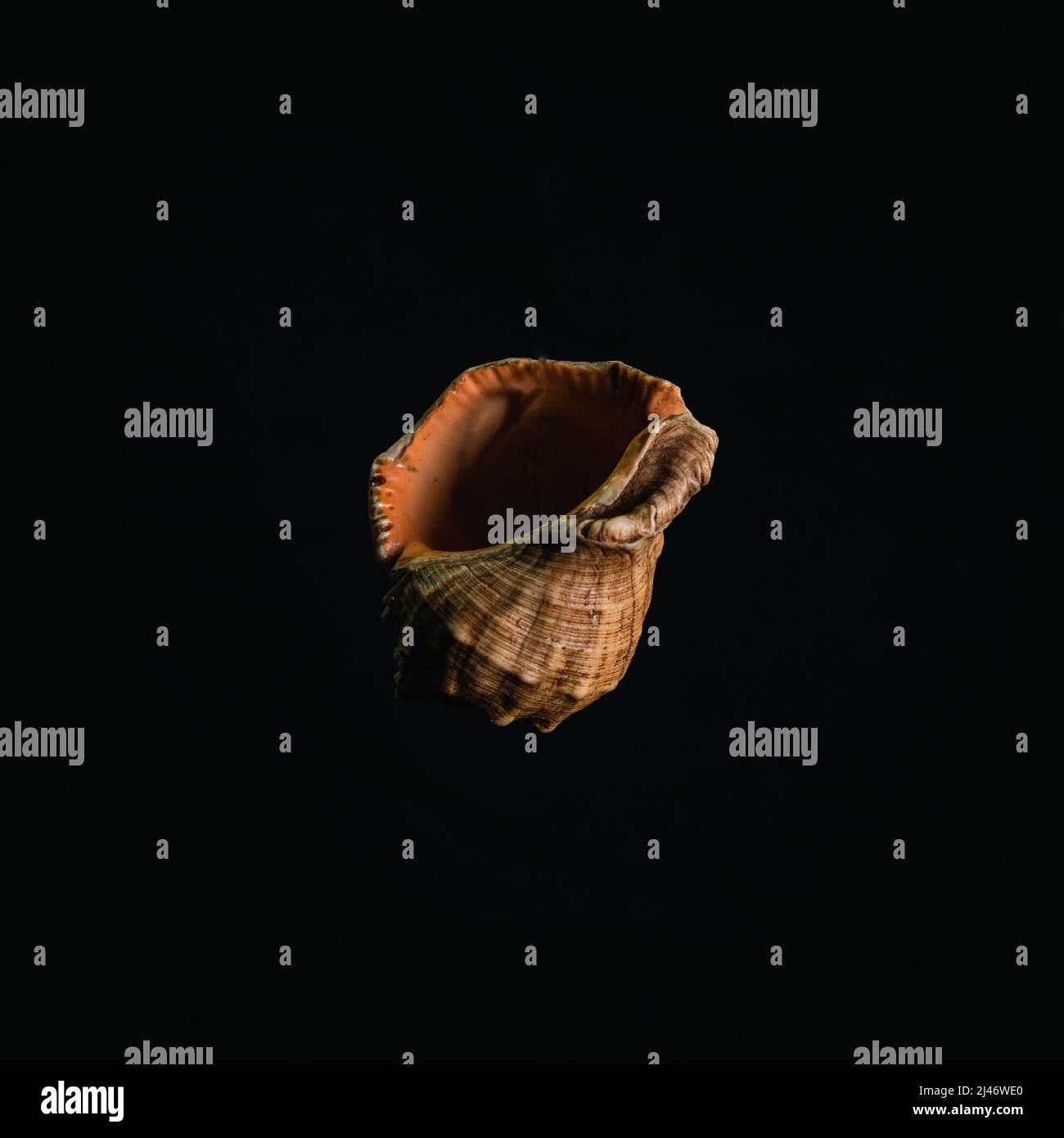 Seashell isolated on black background dark sea Stock Photo - Alamy